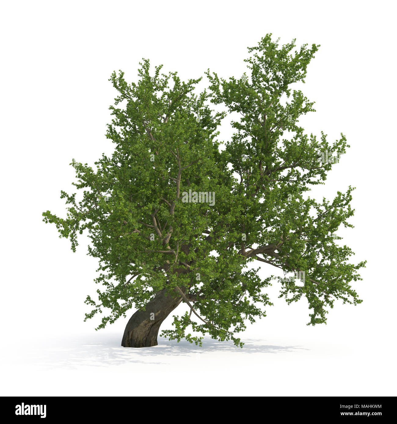 Green summer old maple tree isolated on white. 3D illustration Stock ...