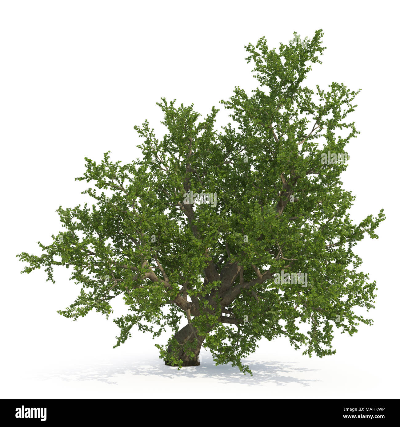 Japanese maple leaf illustration Cut Out Stock Images & Pictures - Alamy