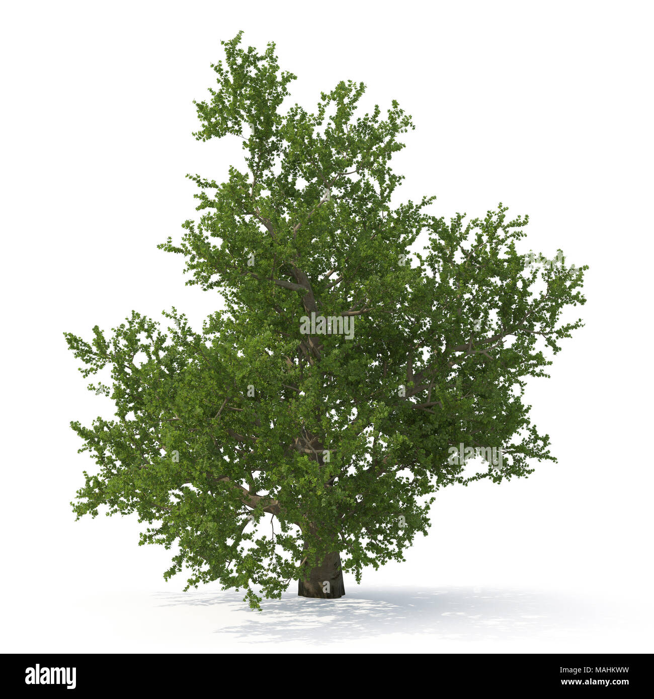 Green summer old maple tree isolated on white. 3D illustration Stock ...