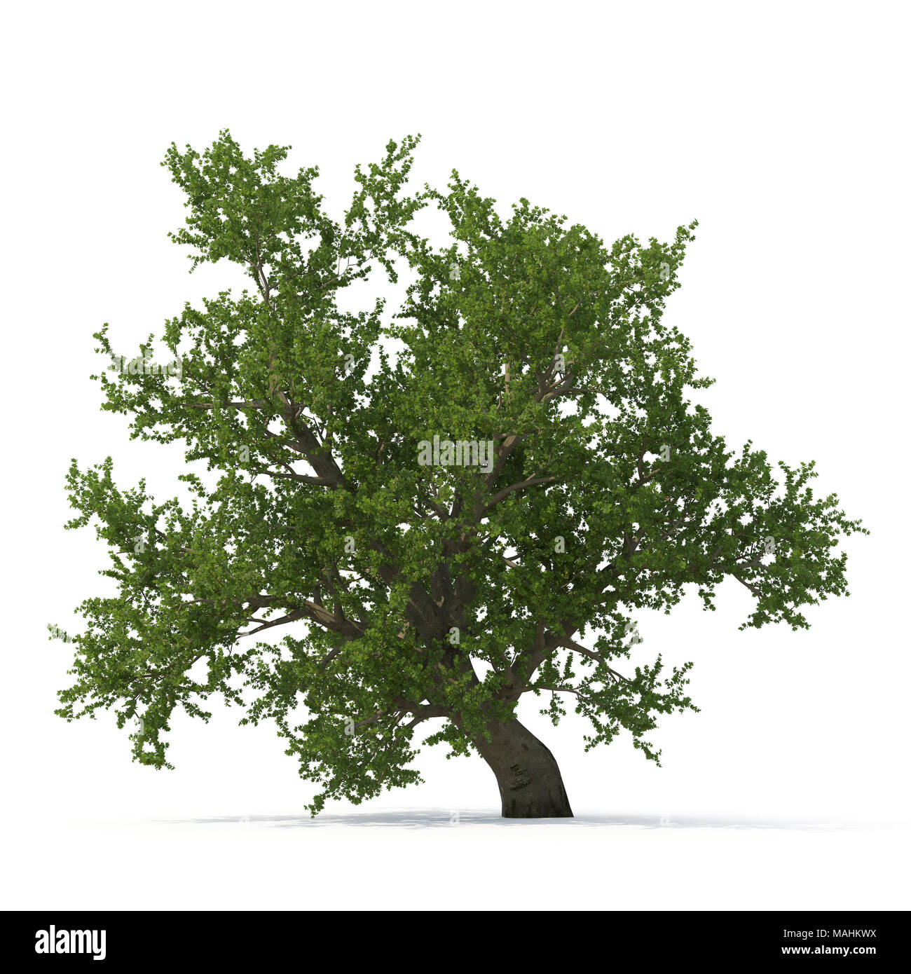 Green summer old maple tree isolated on white. 3D illustration Stock ...