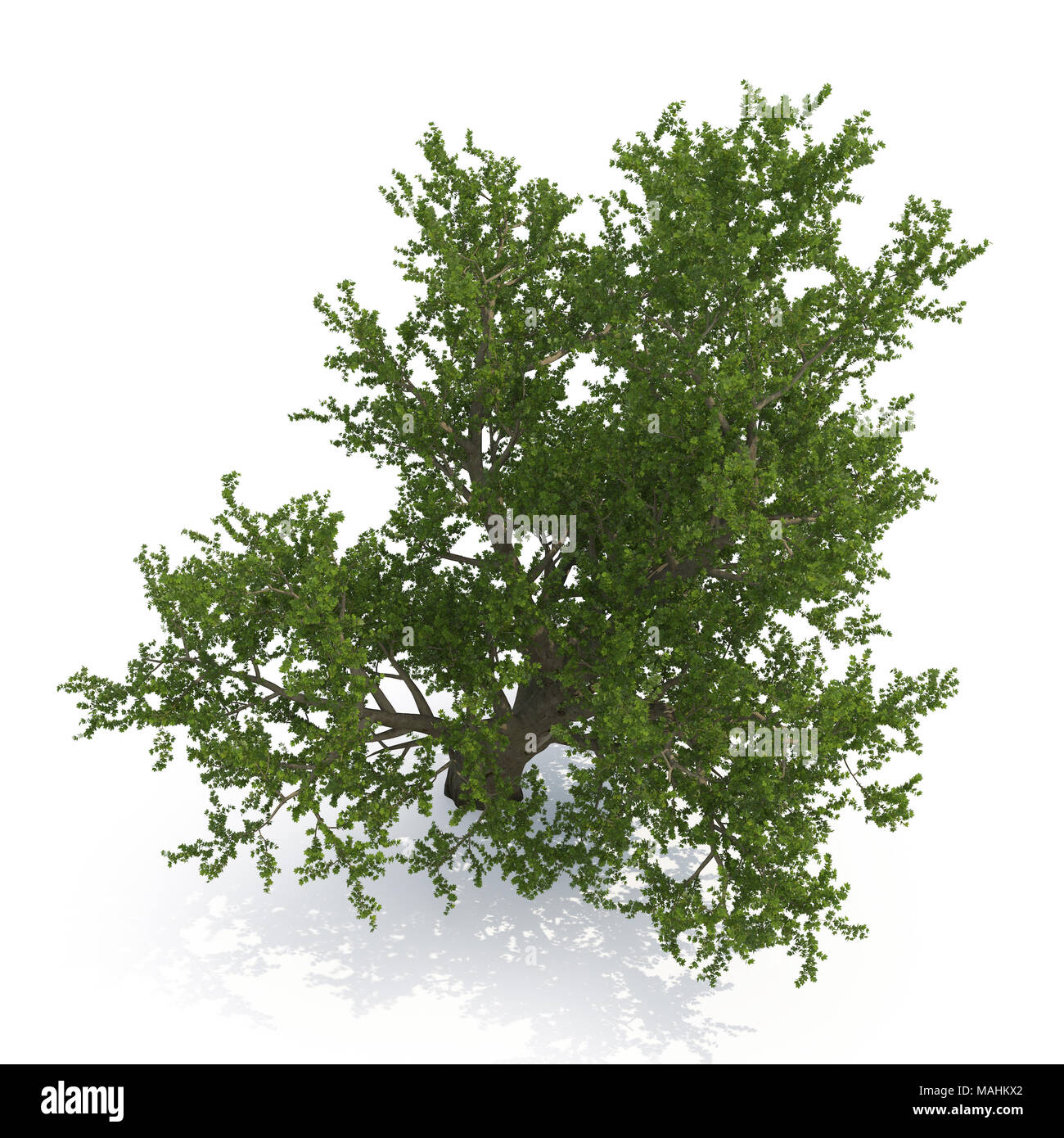 Acer campestre botanical illustration hi-res stock photography and ...