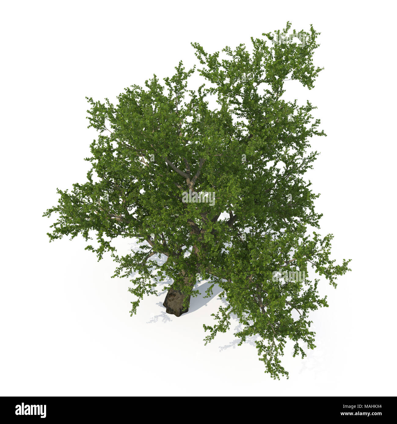 Green summer old maple tree isolated on white. 3D illustration Stock ...