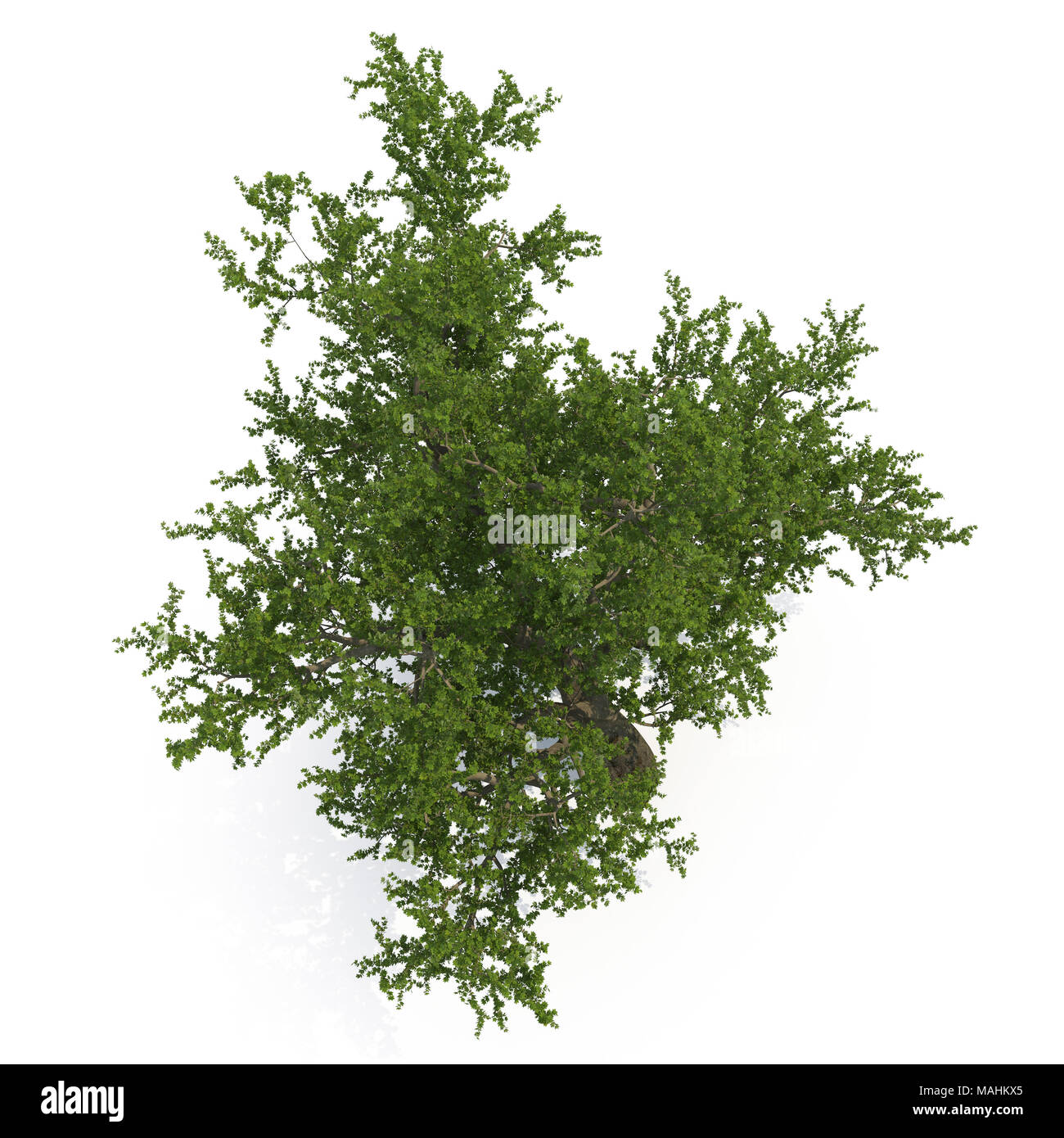 Green summer old maple tree isolated on white. 3D illustration Stock ...