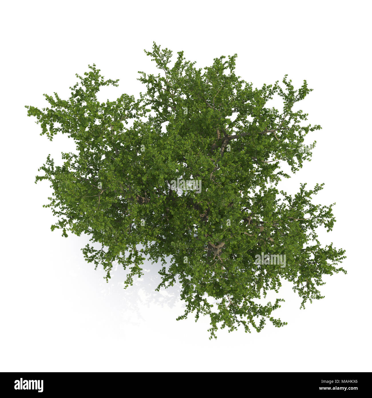 Green summer old maple tree isolated on white. 3D illustration Stock ...