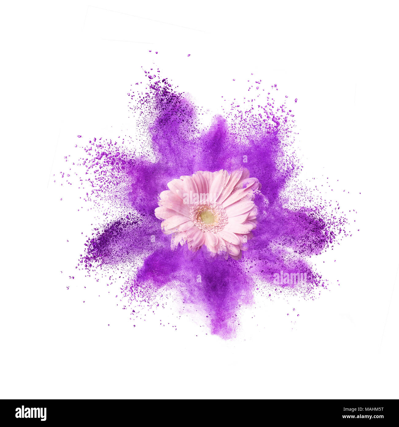 Explosion of ultraviolet powder and pink gerbera flower on a white ...