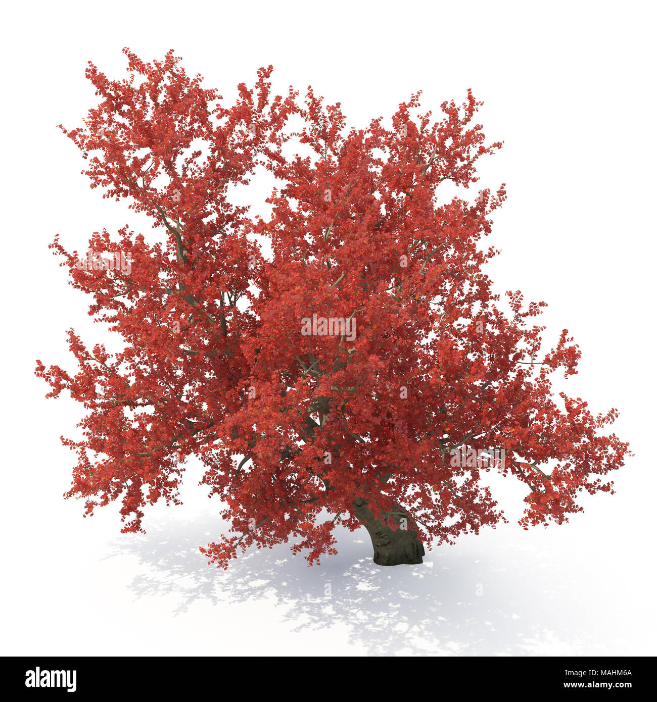 Red autumn old maple tree isolated on white. 3D illustration Stock ...