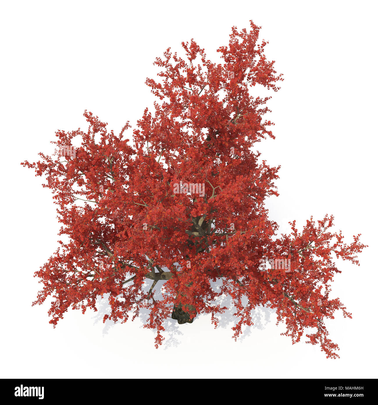 Red autumn old maple tree isolated on white. 3D illustration Stock ...