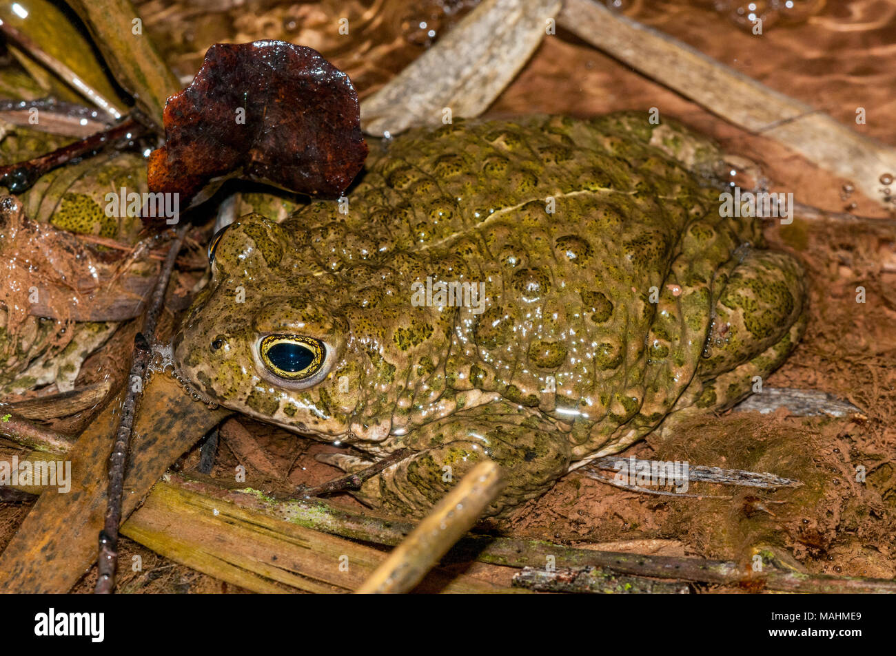 Sapo europeo bufo bufo hi-res stock photography and images - Alamy