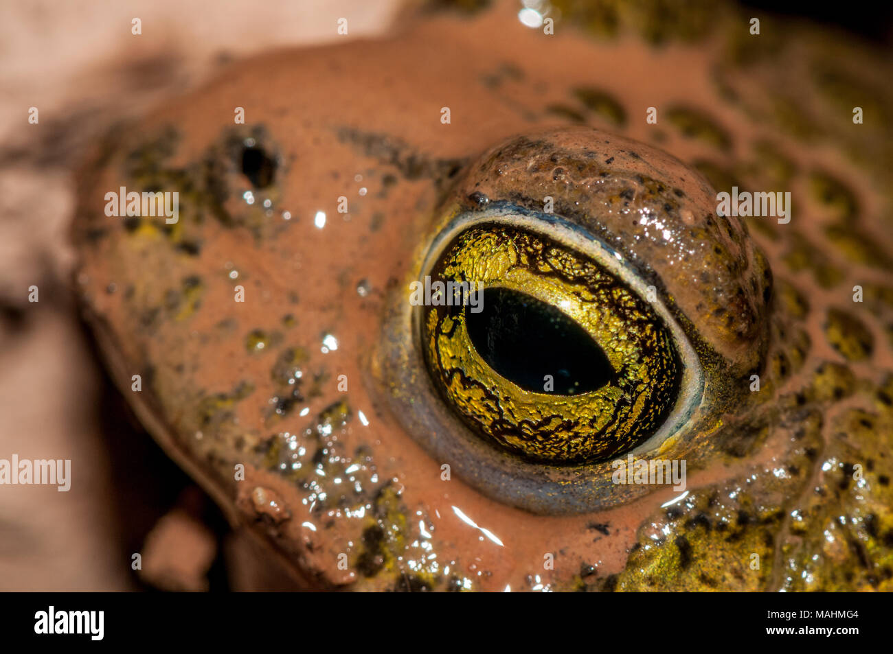 Toad side view hi-res stock photography and images - Alamy