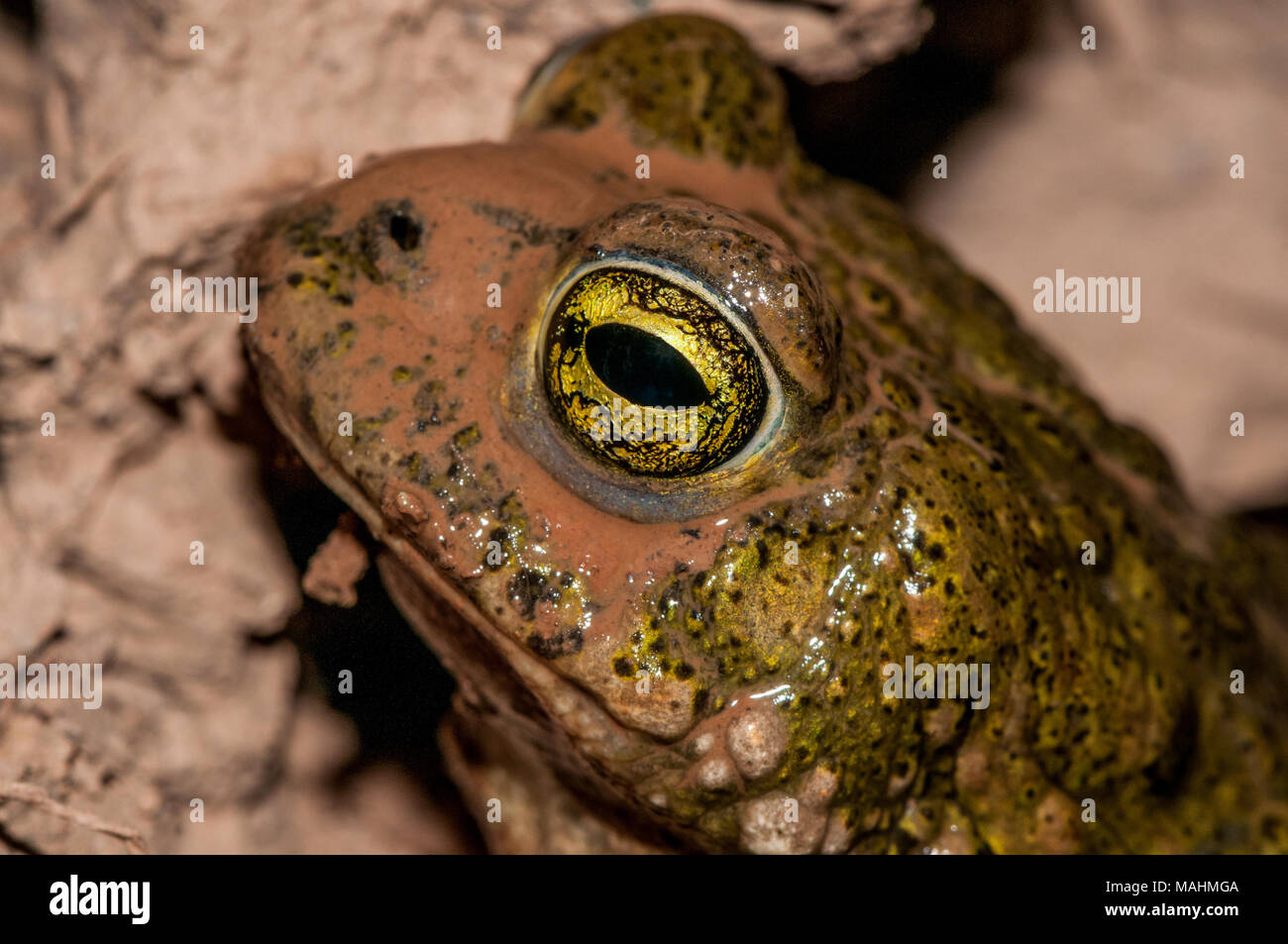 Toad side view hi-res stock photography and images - Alamy