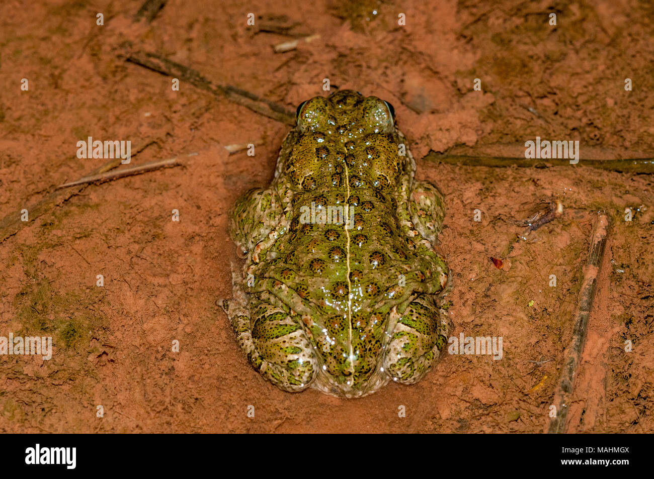 Sapo europeo bufo bufo hi-res stock photography and images - Alamy