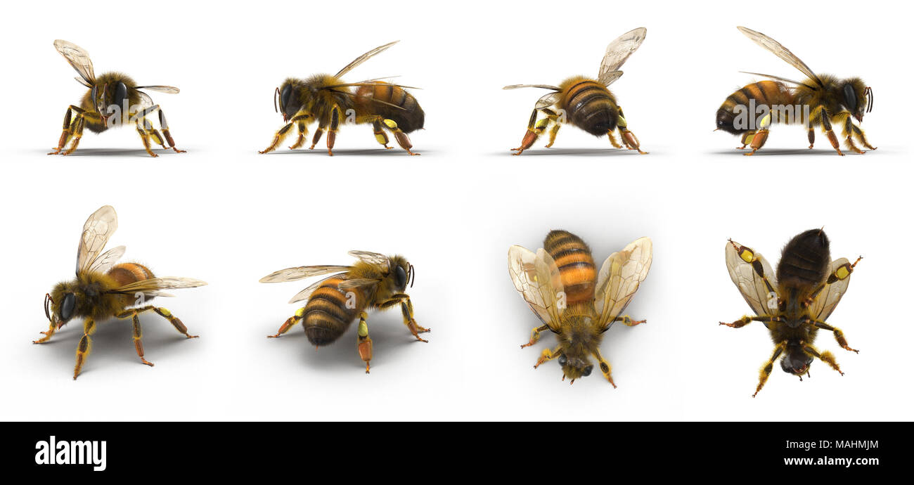 Bee renders set from different angles on a white. 3D illustration Stock ...