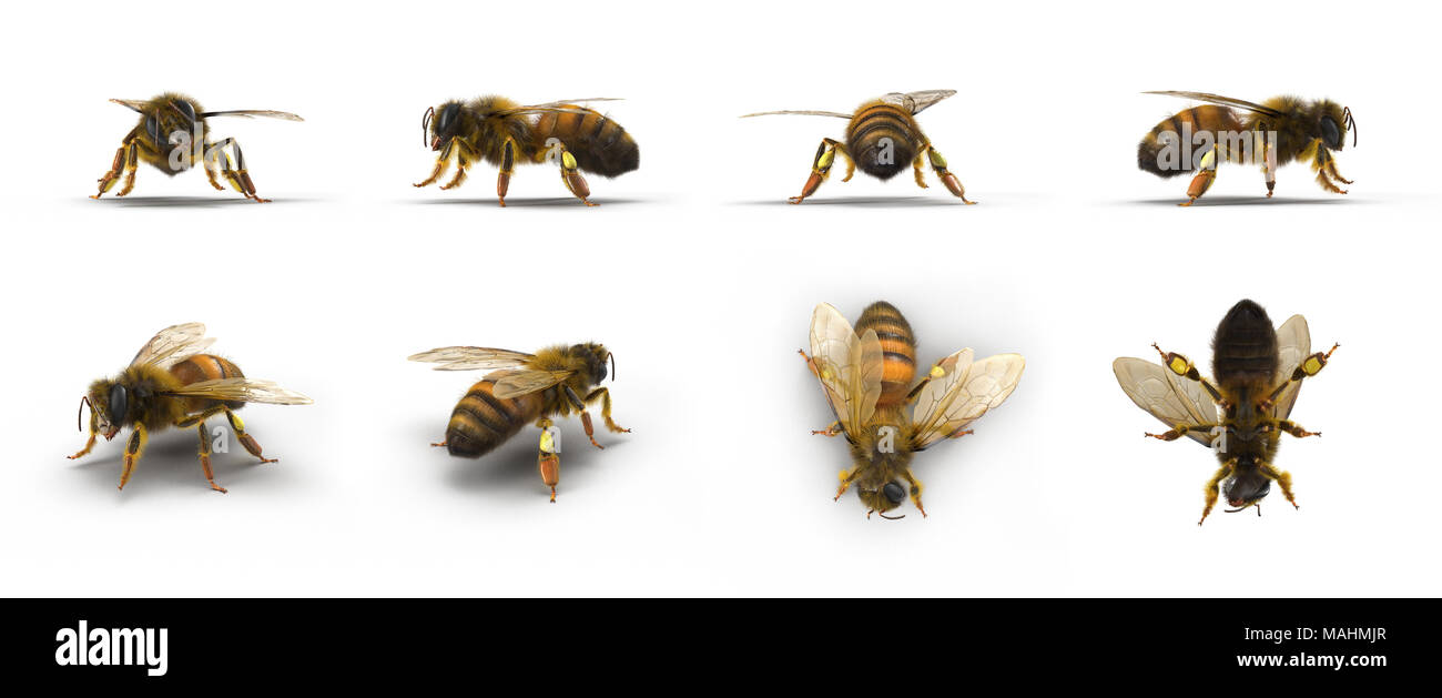 European honey bee, renders set from different angles on a white. 3D ...