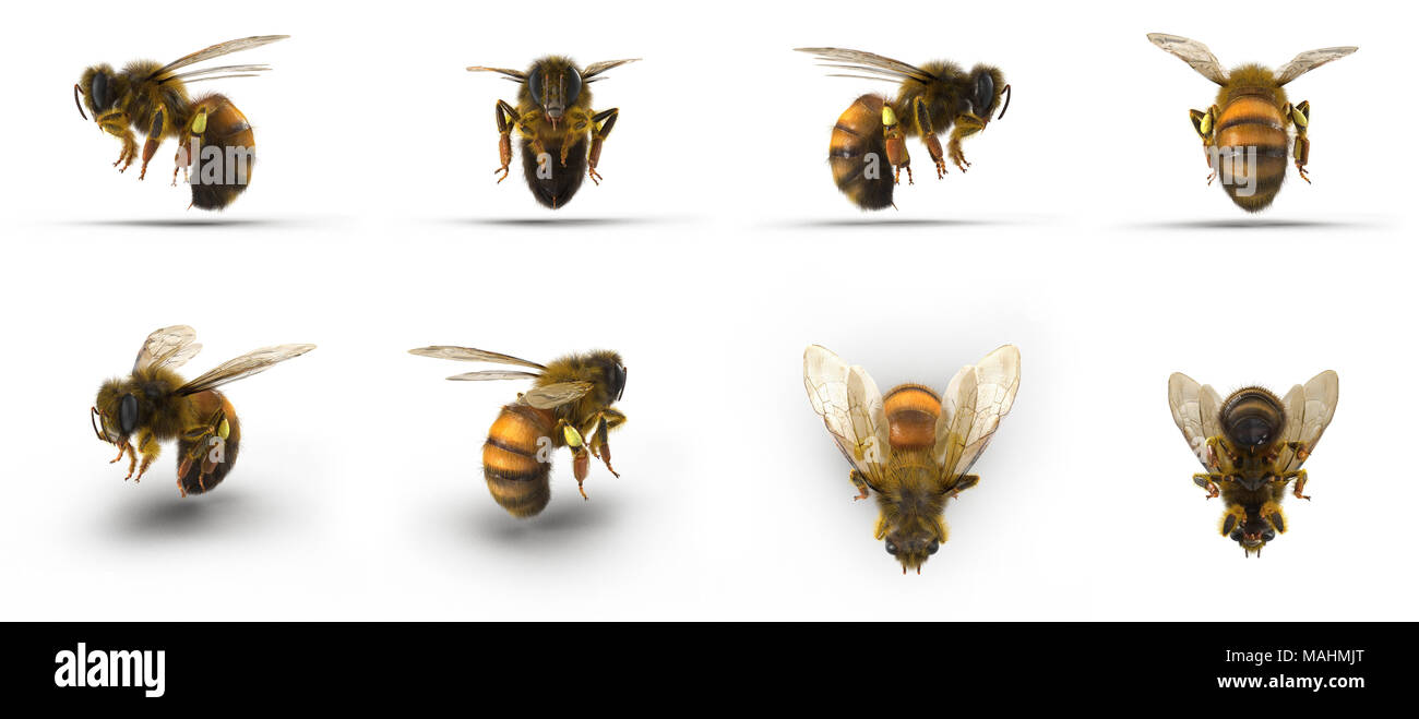 insect honey bee. Renders set from different angles on a white. 3D ...