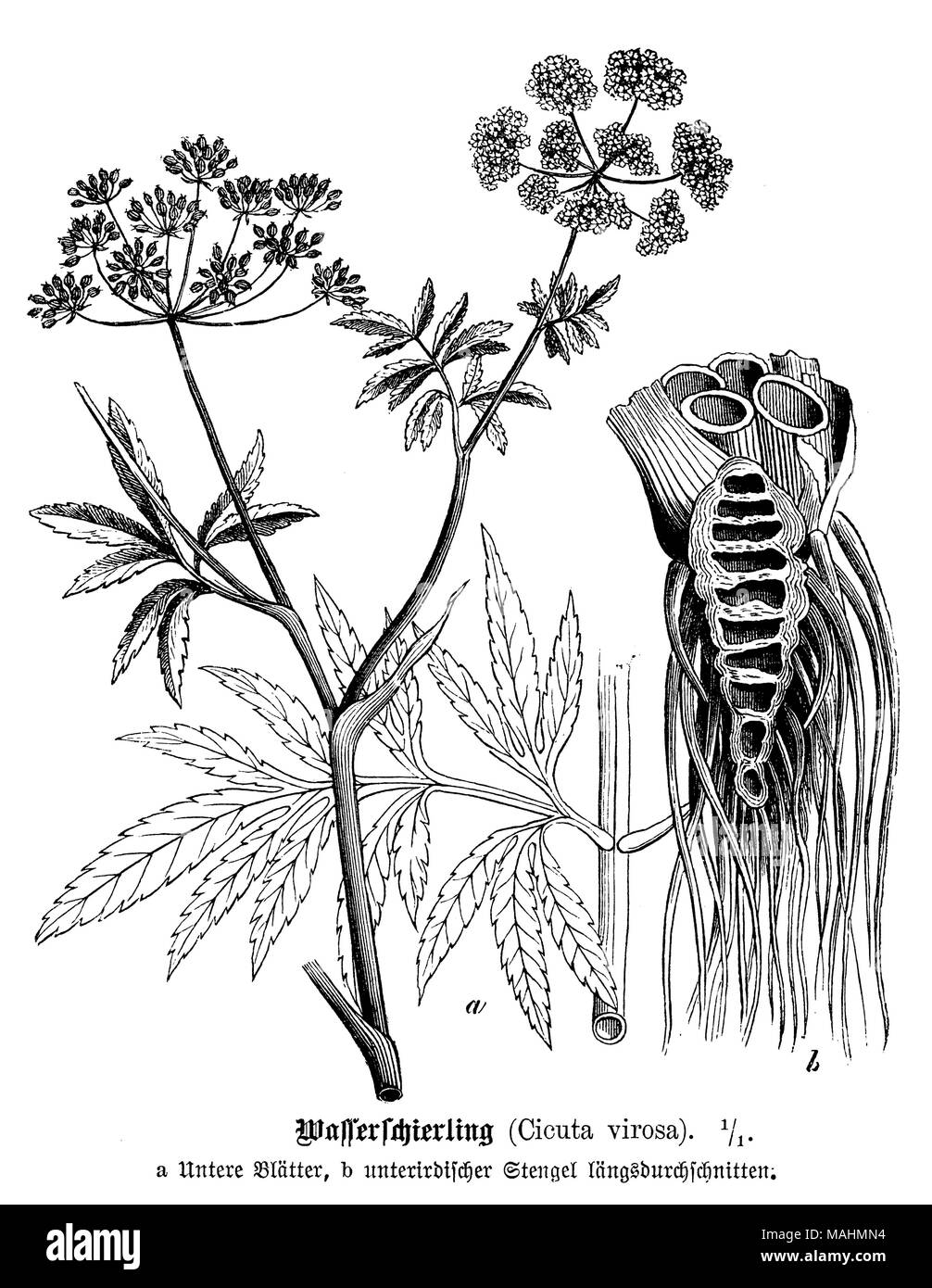 Cowbane or Northern Water Hemlock , anonym Stock Photo - Alamy