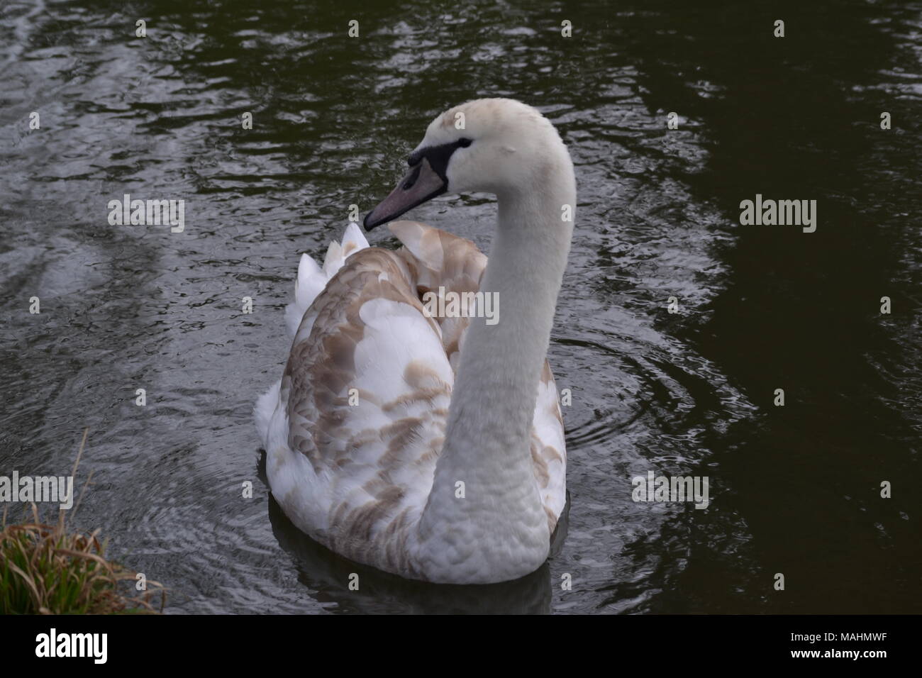 The awe & beauty of the swan - graceful yet powerful Stock Photo - Alamy