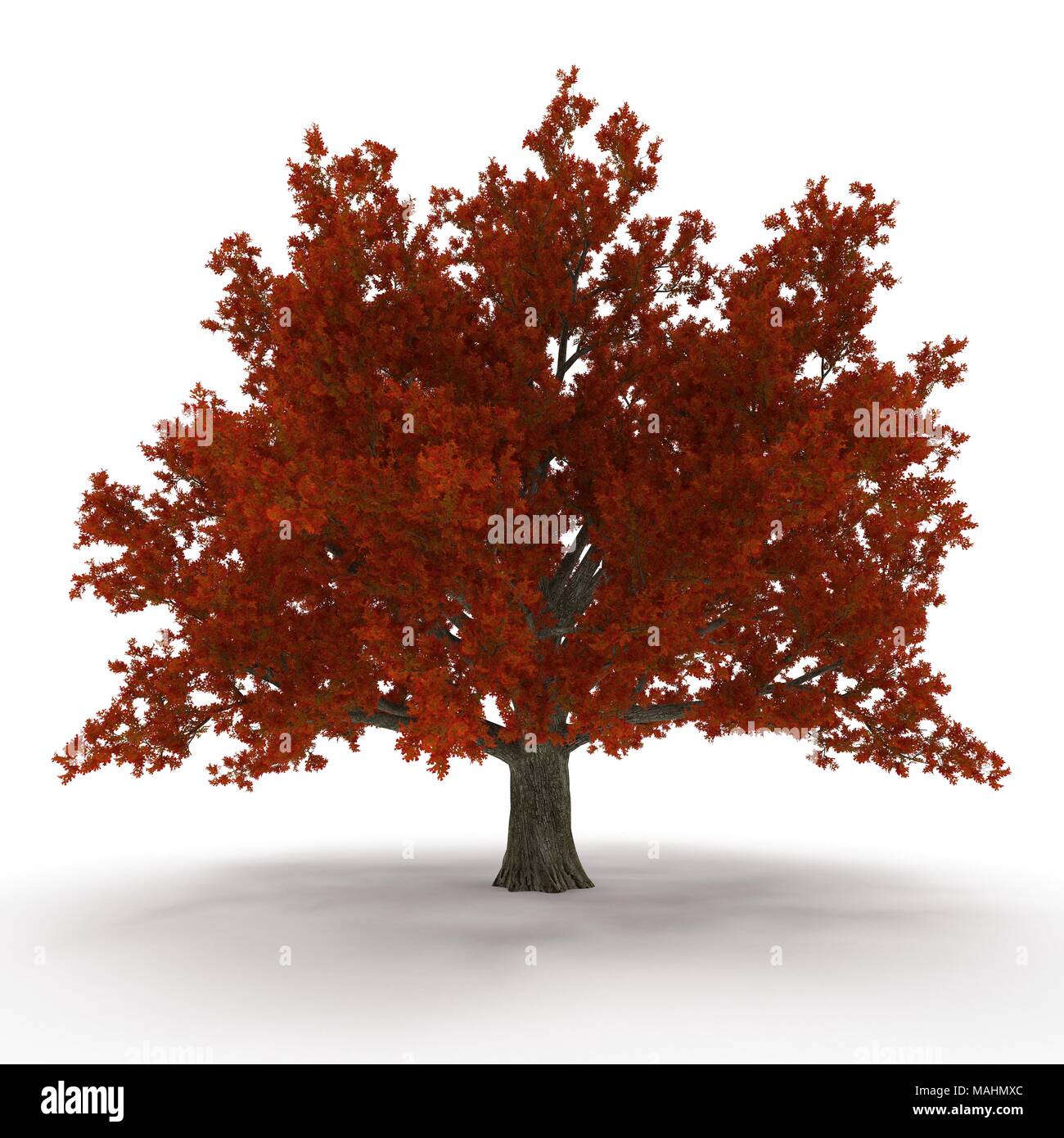 Old Red Oak Tree Autumn on white. 3D illustration Stock Photo - Alamy