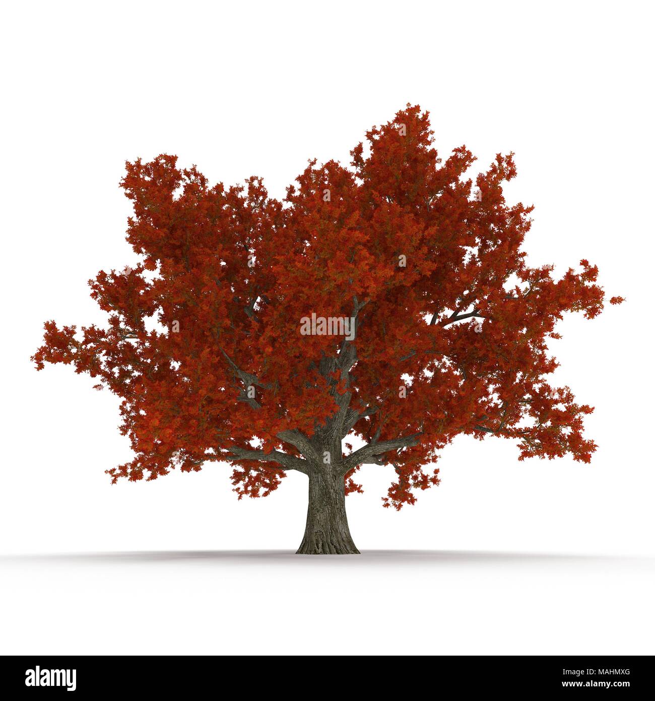 Old Red Oak Tree Autumn on white. 3D illustration Stock Photo - Alamy