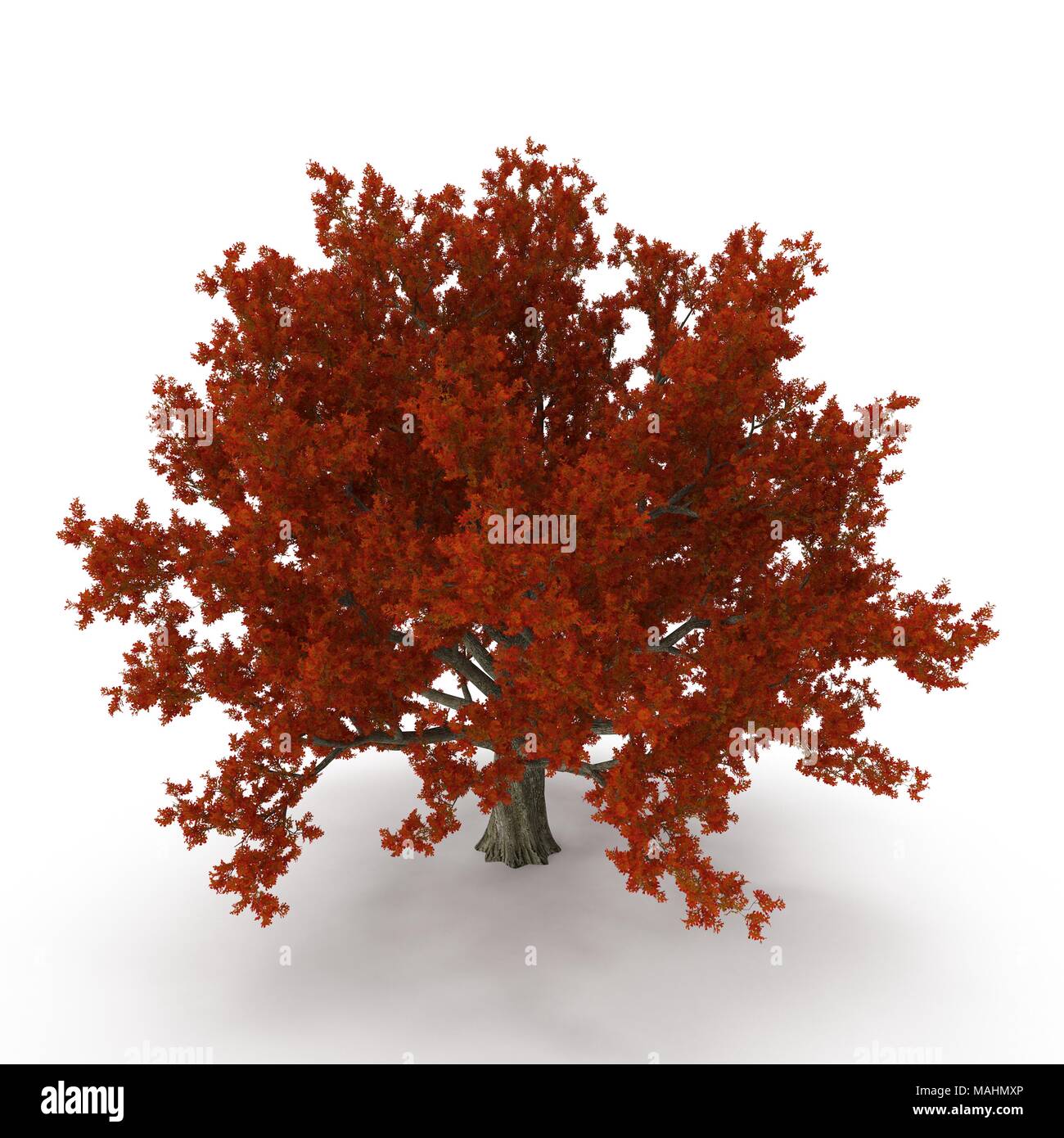 Old Red Oak Tree Autumn on white. 3D illustration Stock Photo - Alamy