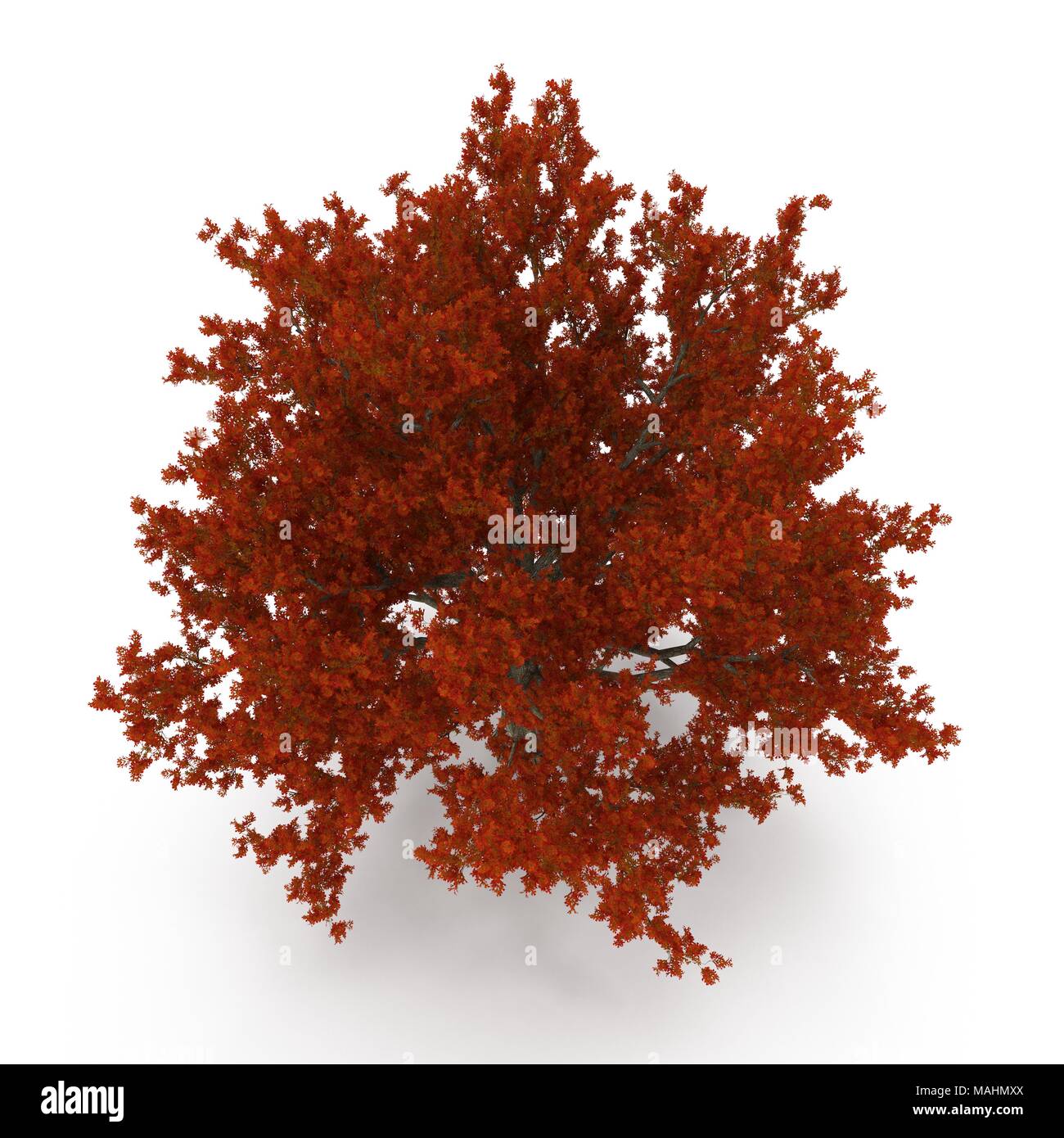 Old Red Oak Tree Autumn on white. 3D illustration Stock Photo - Alamy