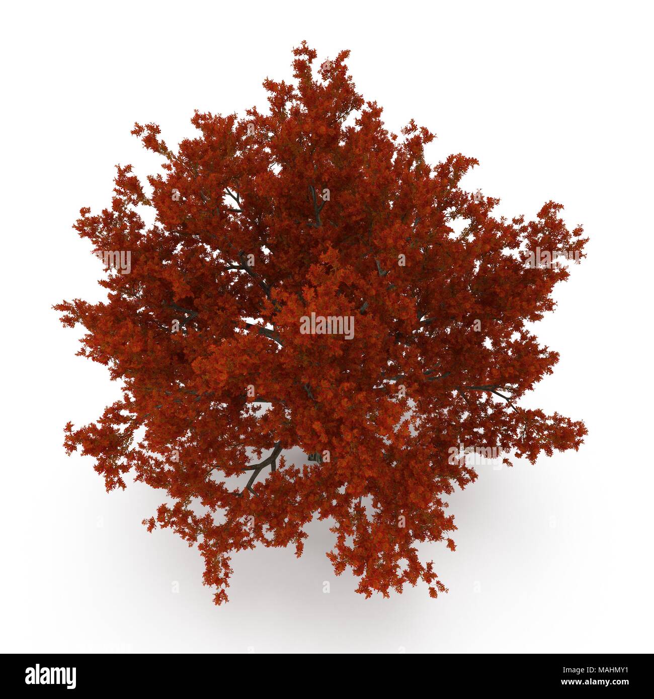 Old Red Oak Tree Autumn on white. 3D illustration Stock Photo - Alamy