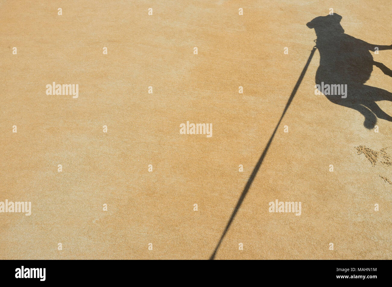 Dog shadow hi-res stock photography and images - Alamy