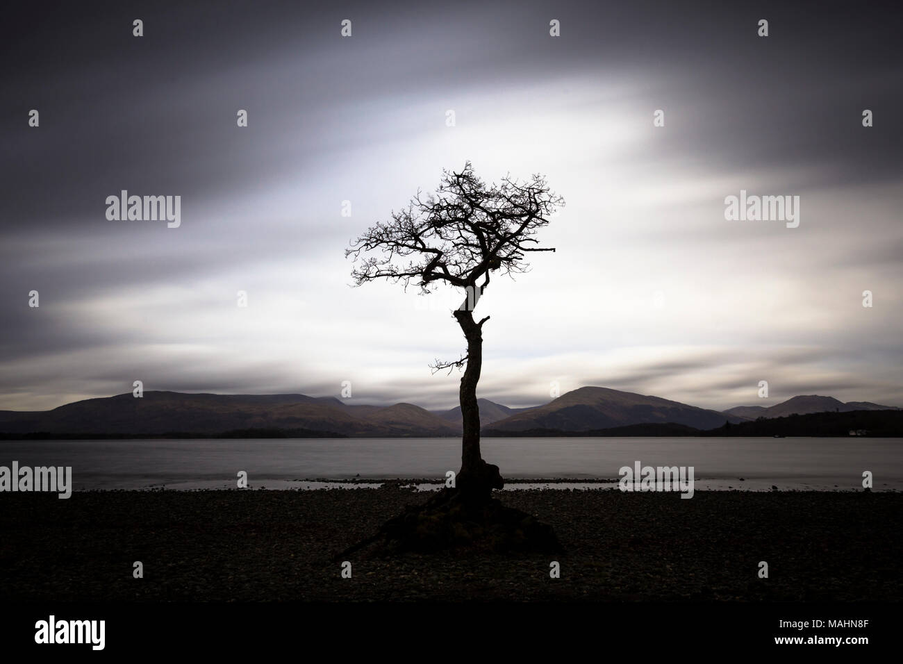 Picturesque Lone Tree at Milarrochy Bay is a bay on Loch Lomond, near ...