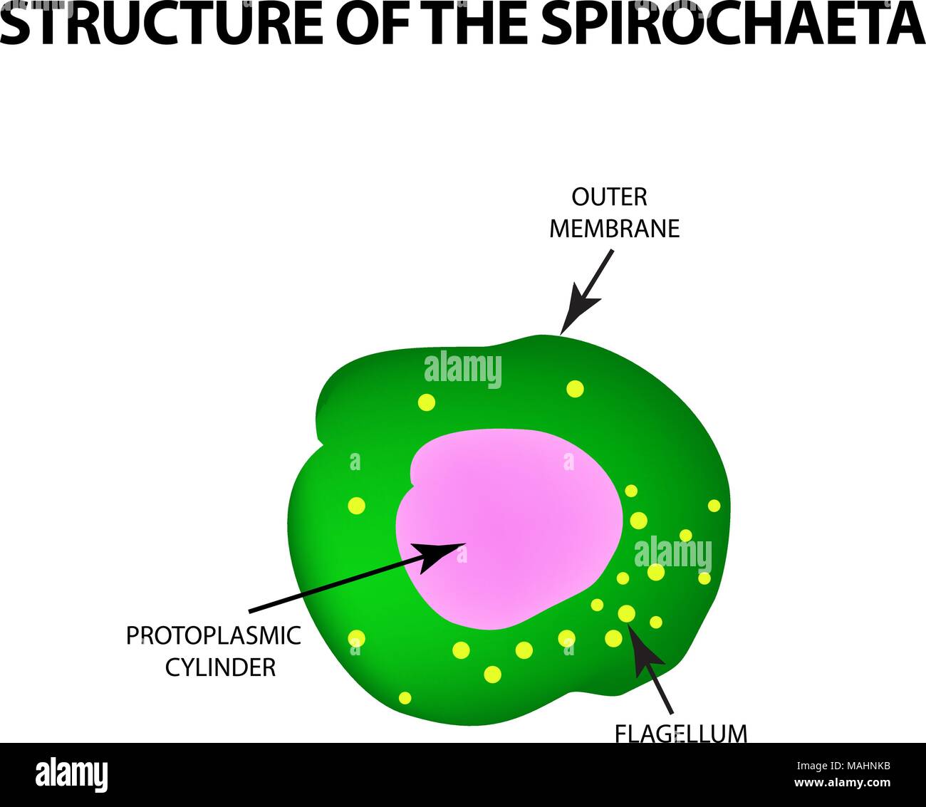 Syphilis Diagram