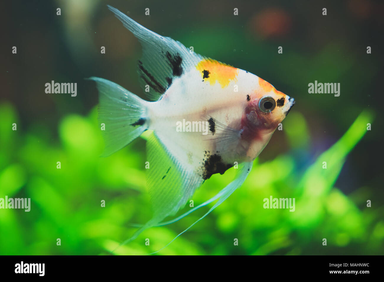 Freshwater angelfish hi-res stock photography and images - Alamy