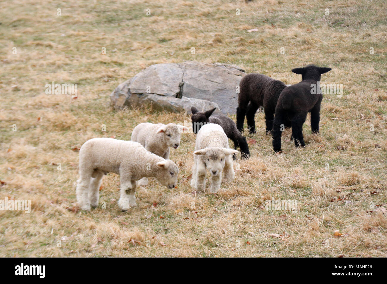 White woolly lambs hi-res stock photography and images - Alamy