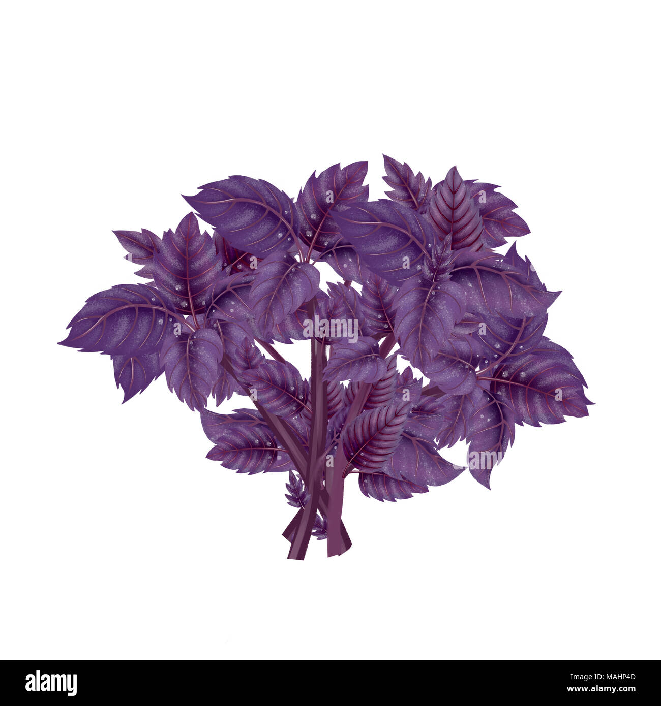 Illustration of a bunch of a red Basil Stock Photo - Alamy