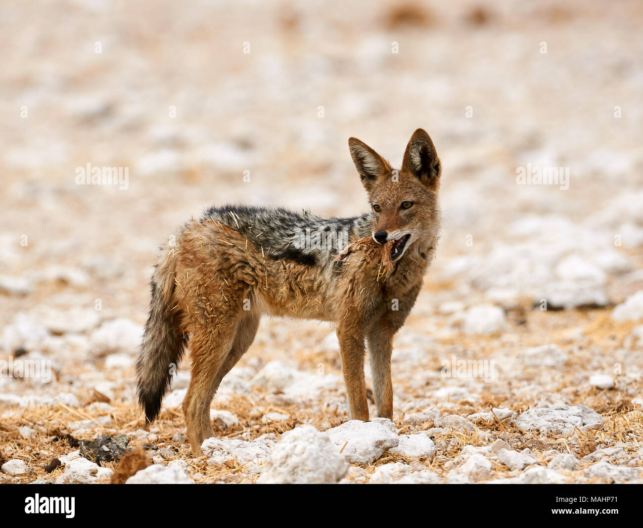 Wild Black backed jackal photographed in Namibia Stock Photo - Alamy