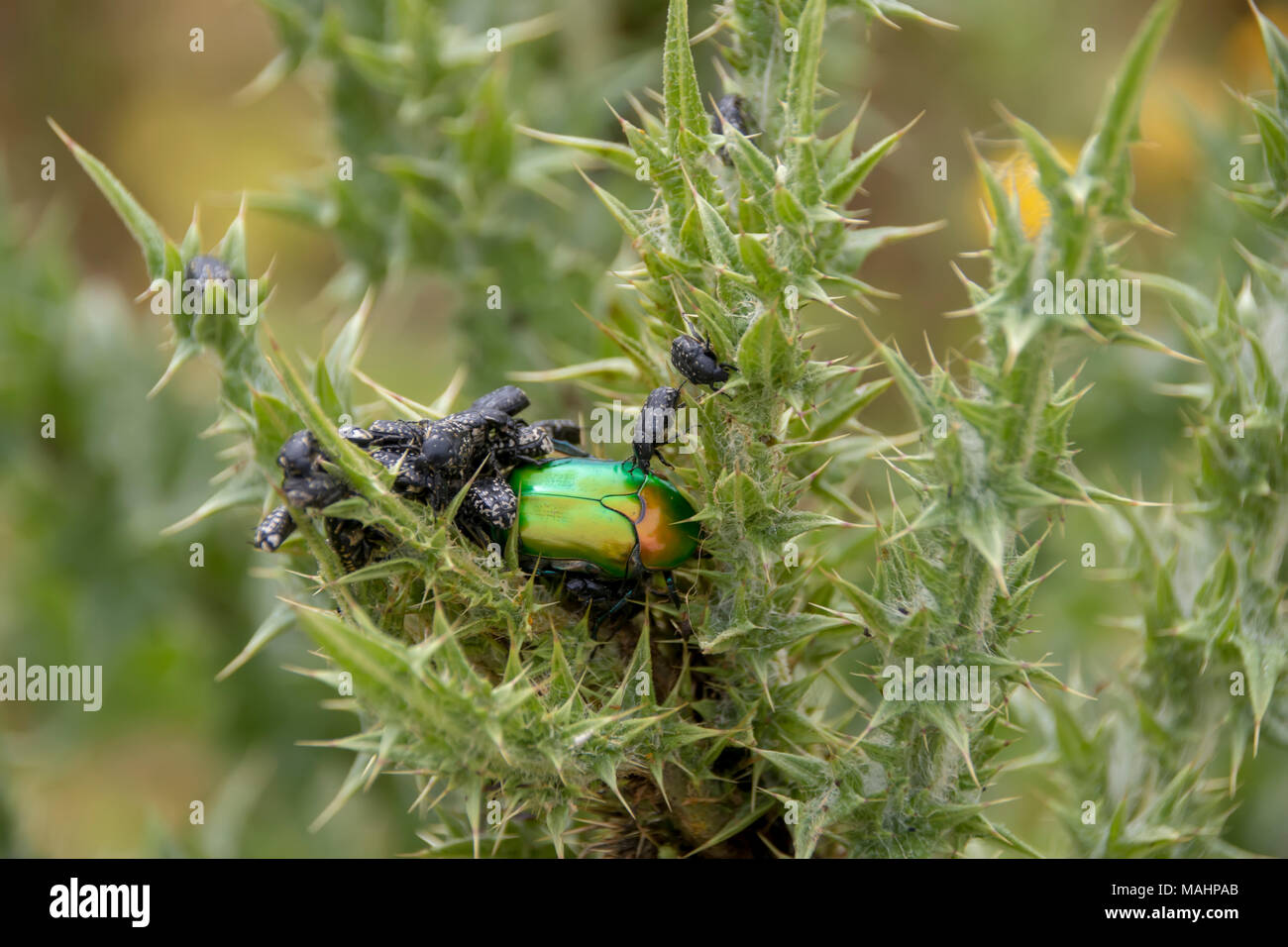 A Golden Green Stag Beetle surrounded by small black beetles in the ...