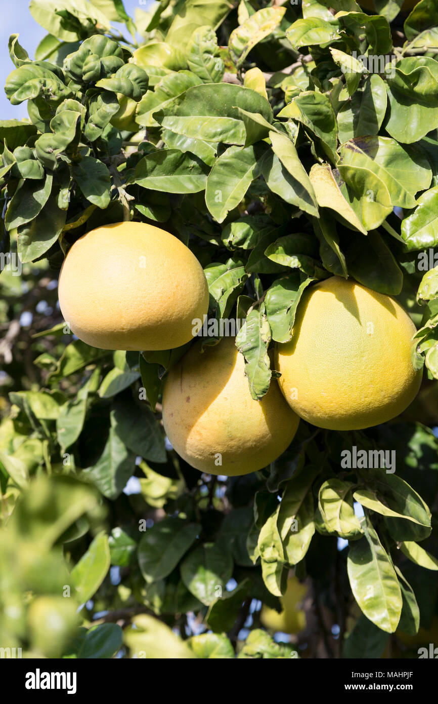 Cyprus, grapefruit citrus fruits growing in grove Stock Photo - Alamy