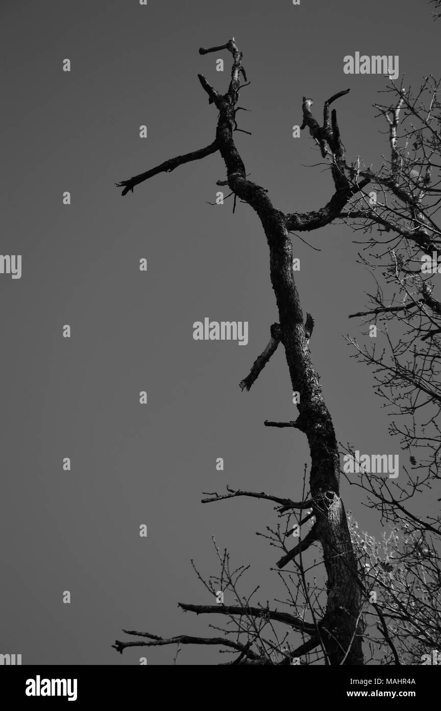 Dead nature Black and White Stock Photos & Images - Alamy