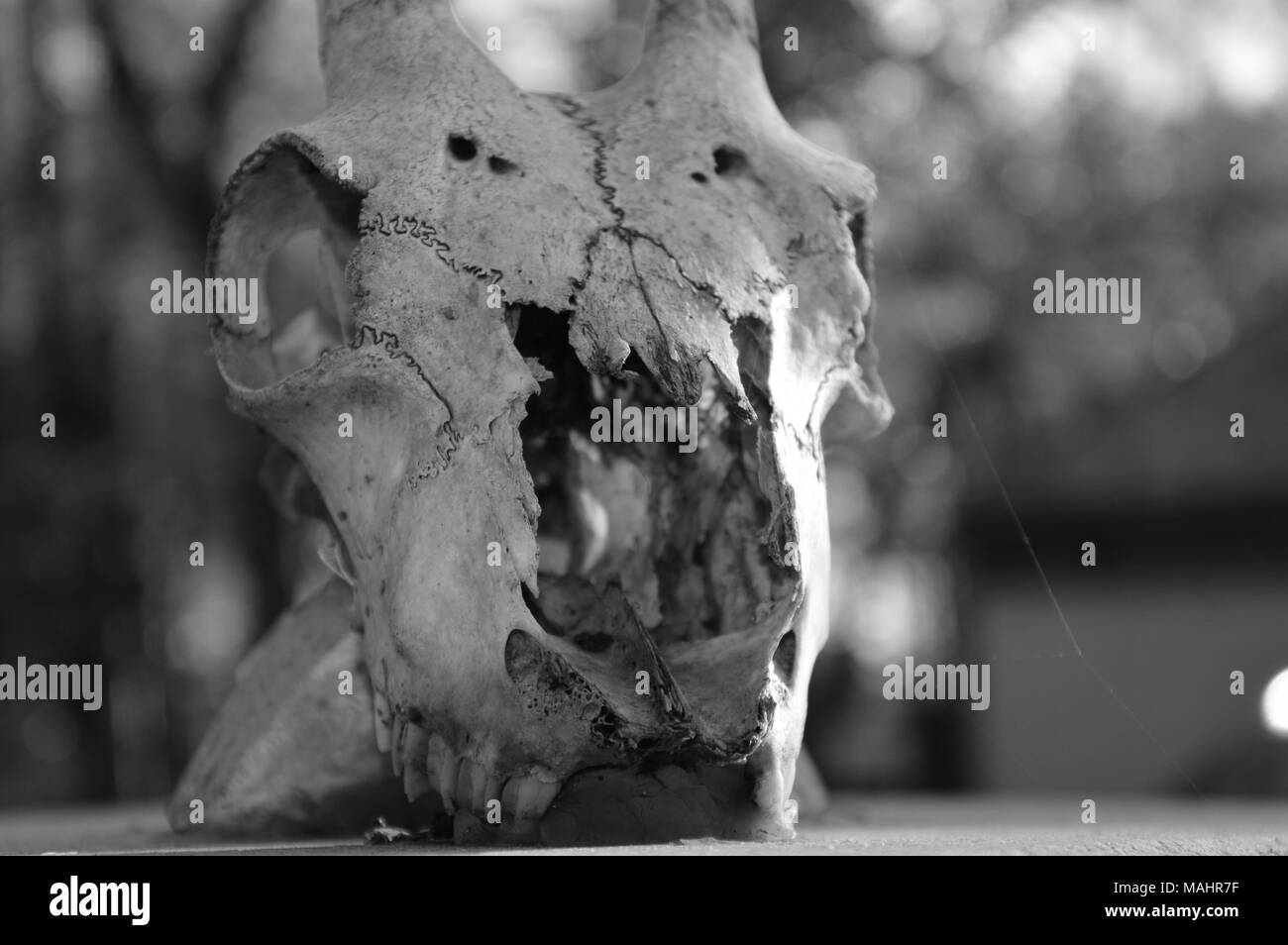 Skull crossbones on black Black and White Stock Photos & Images - Alamy