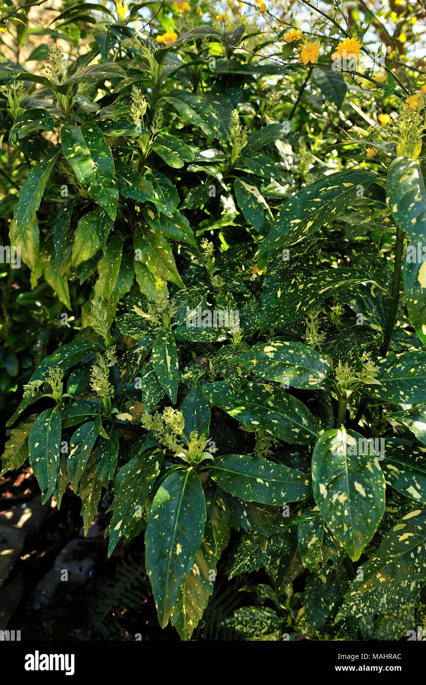 Aucuba japonica hi-res stock photography and images - Alamy