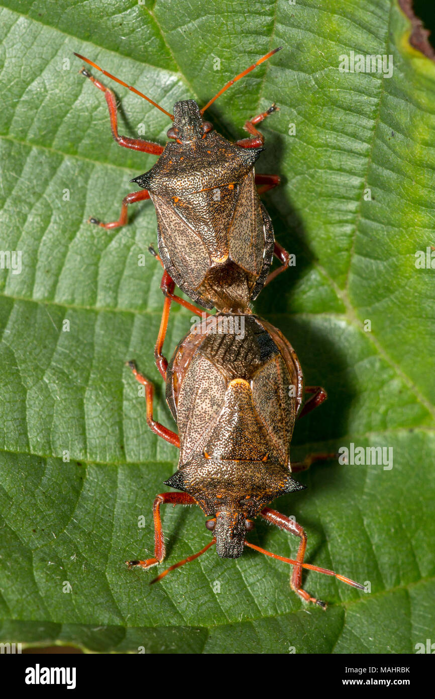 Mating spiked shieldbugs hi-res stock photography and images - Alamy