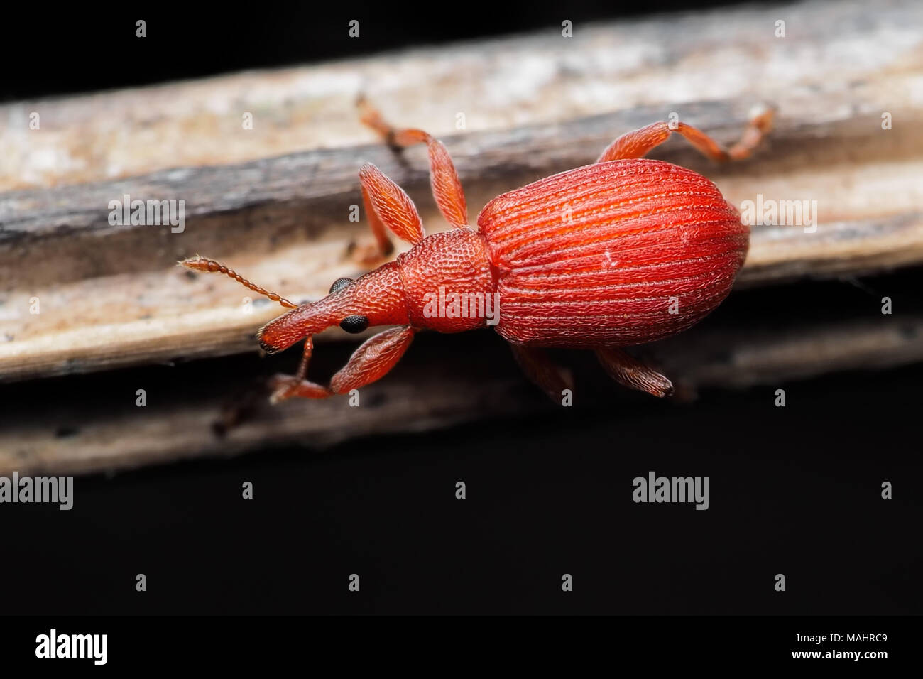 Seed Weevil (Apion sp.) walking along a dead plant stem. Tipperary ...