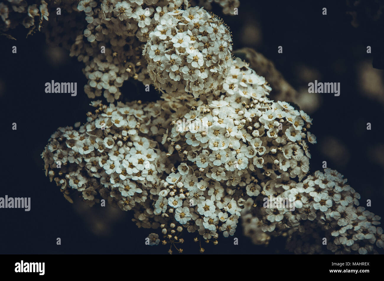Flowers in Warsaw, Poland Stock Photo - Alamy