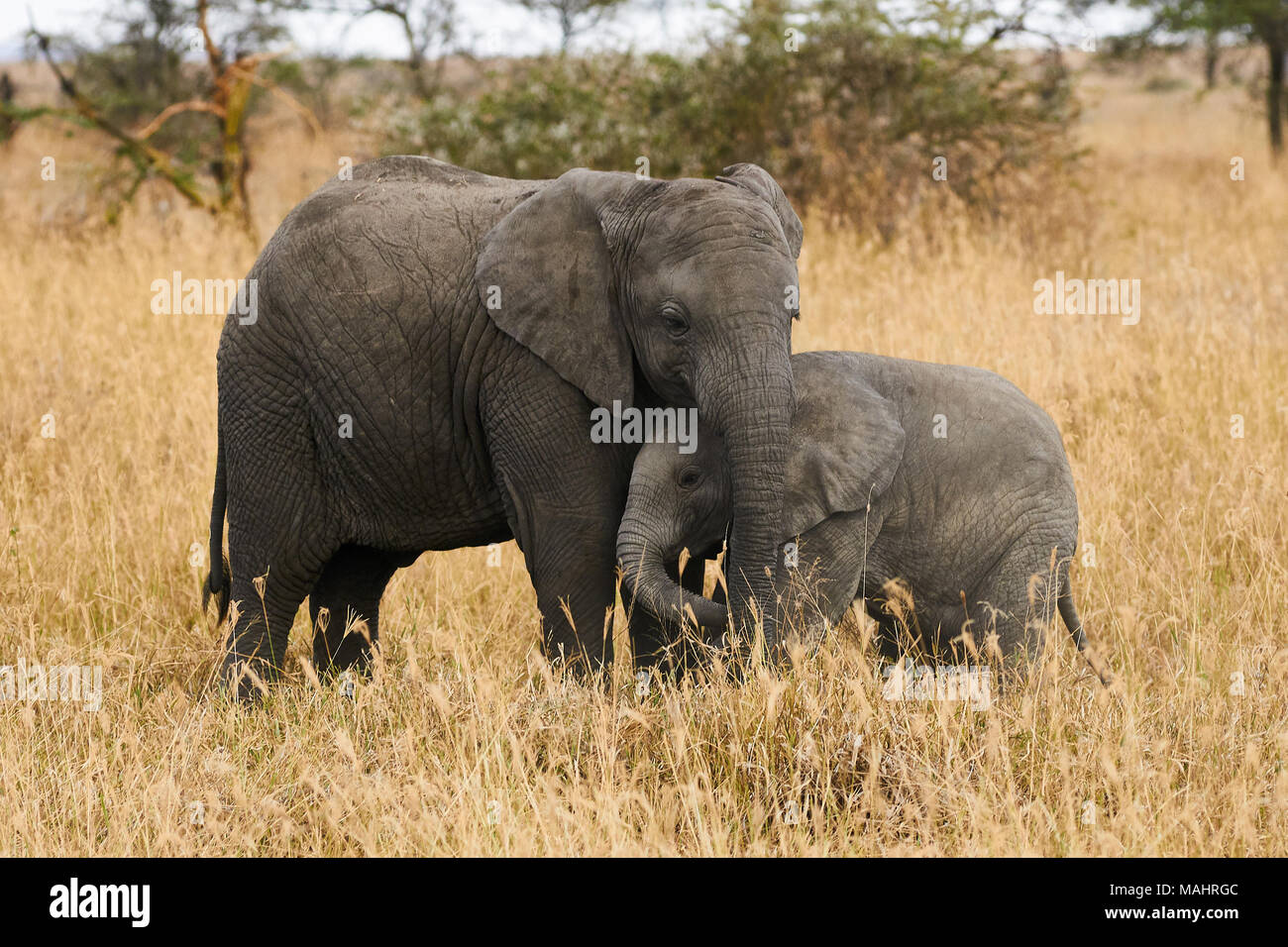 Two small elephants, brothers of different ages are near each other ...