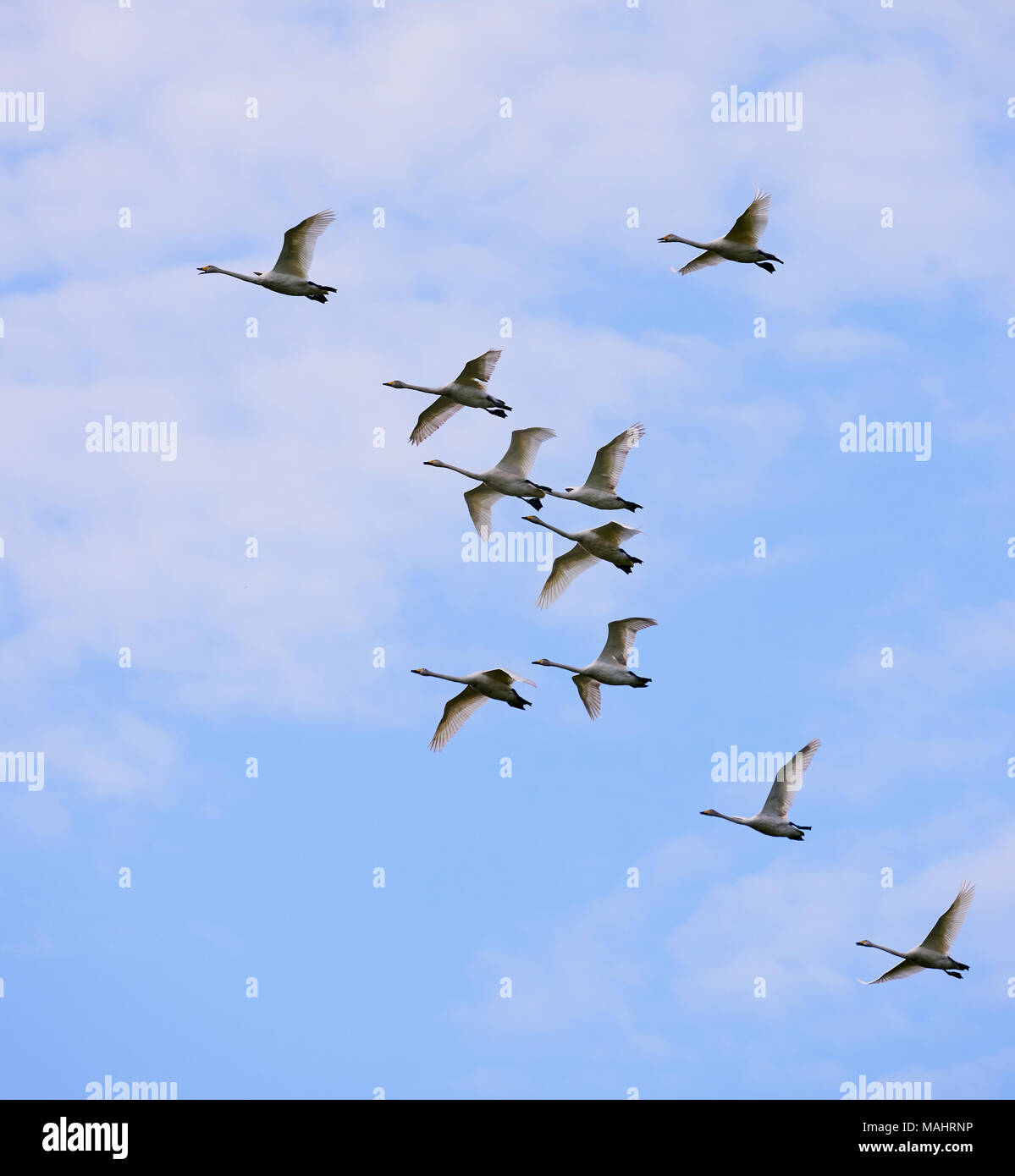 Flock of whooper swans in flight Stock Photo - Alamy