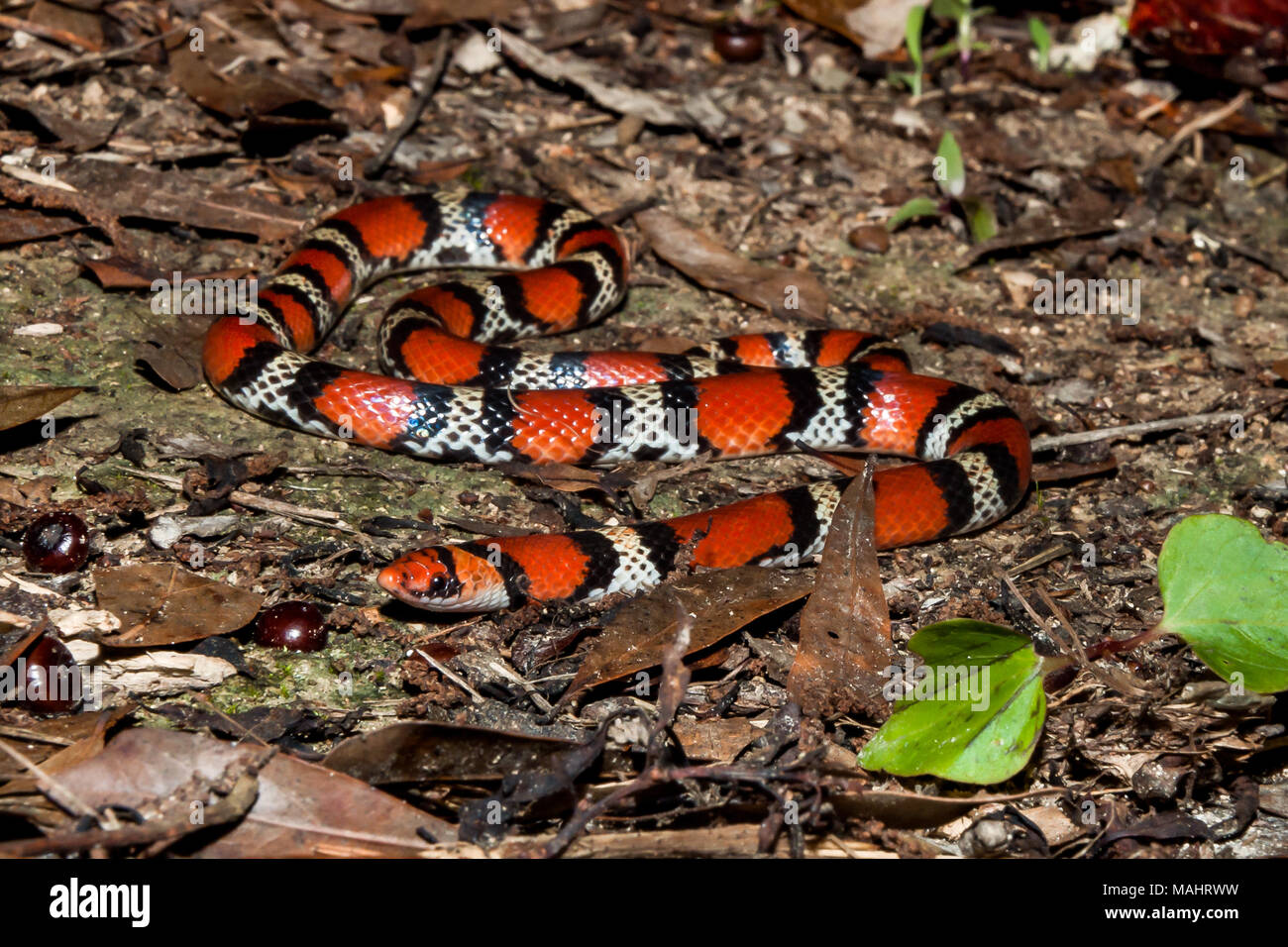 Coccinea species hi-res stock photography and images - Alamy