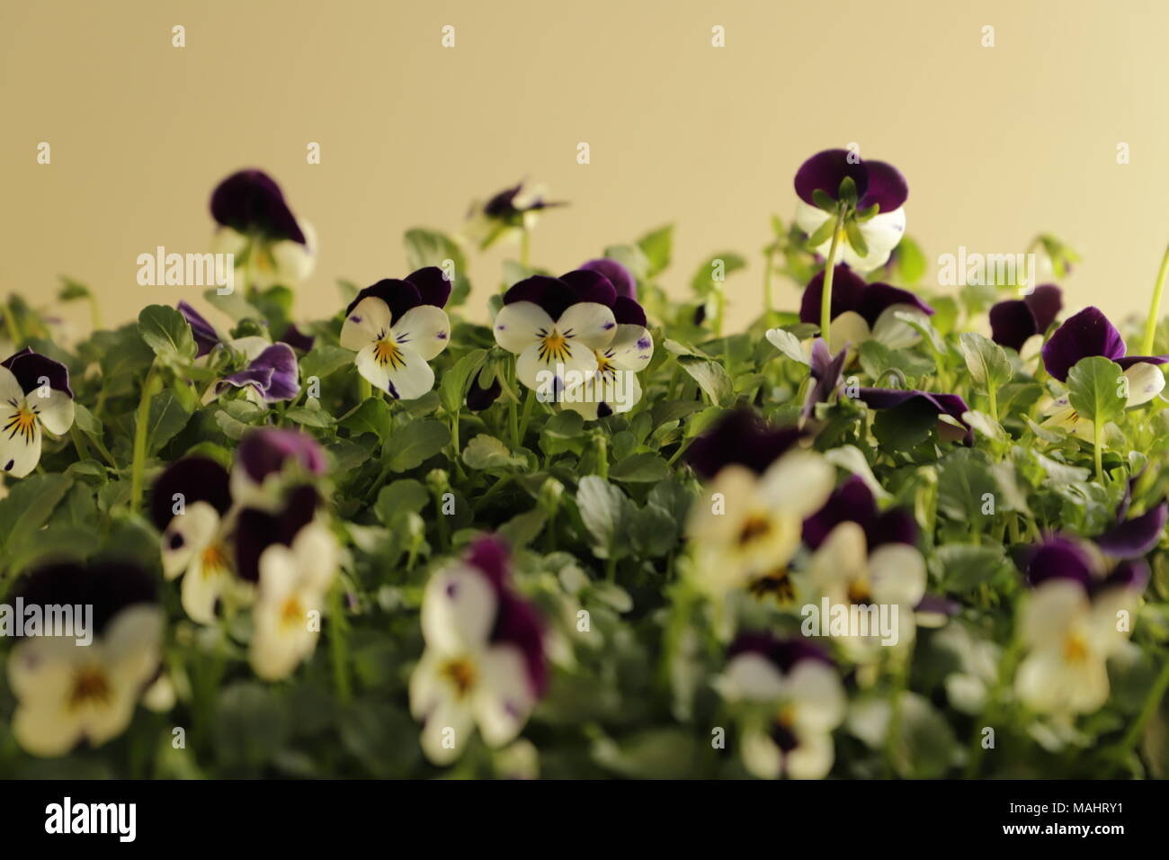 Little violas hi-res stock photography and images - Alamy