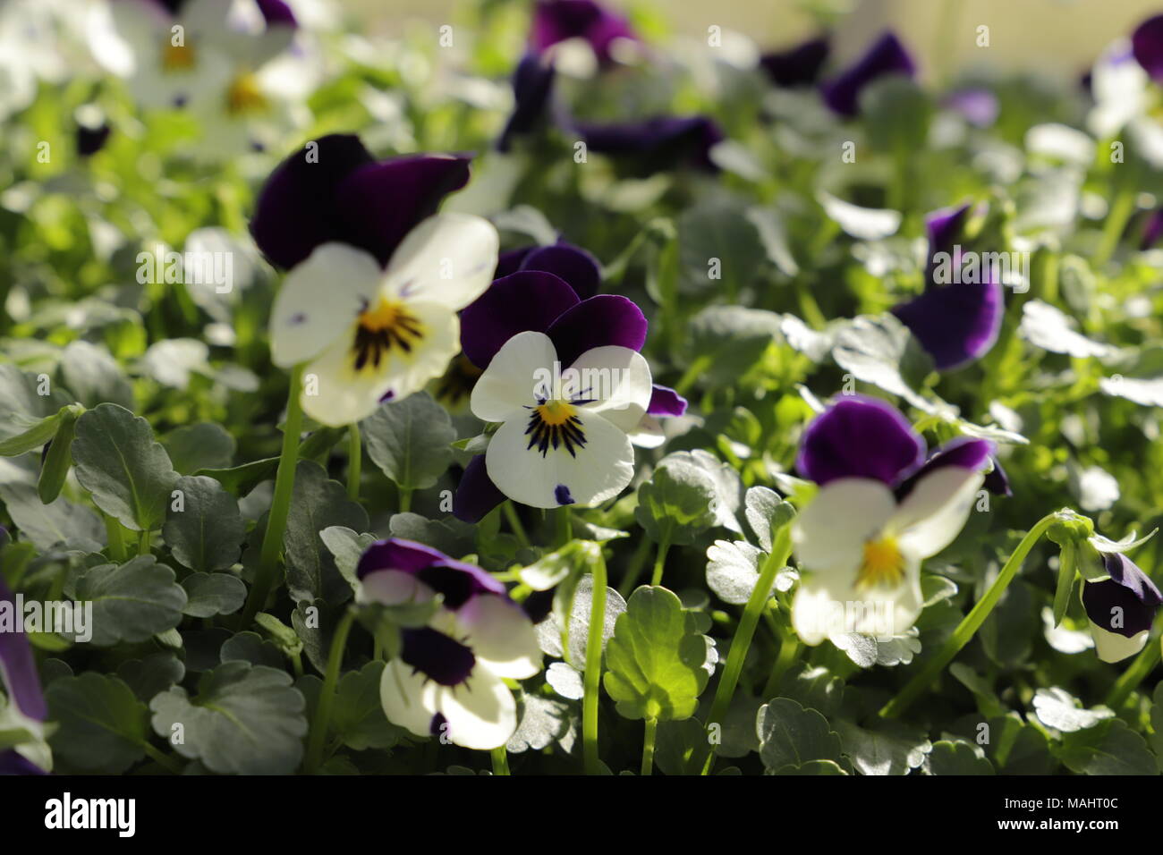 Little violas hi-res stock photography and images - Alamy