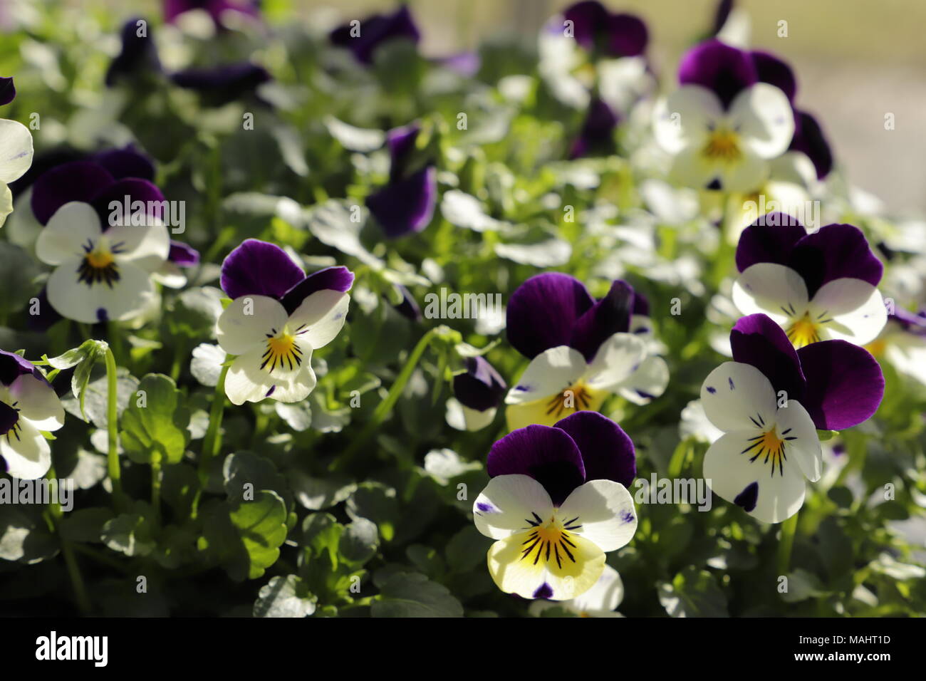 Three color violas hi-res stock photography and images - Alamy