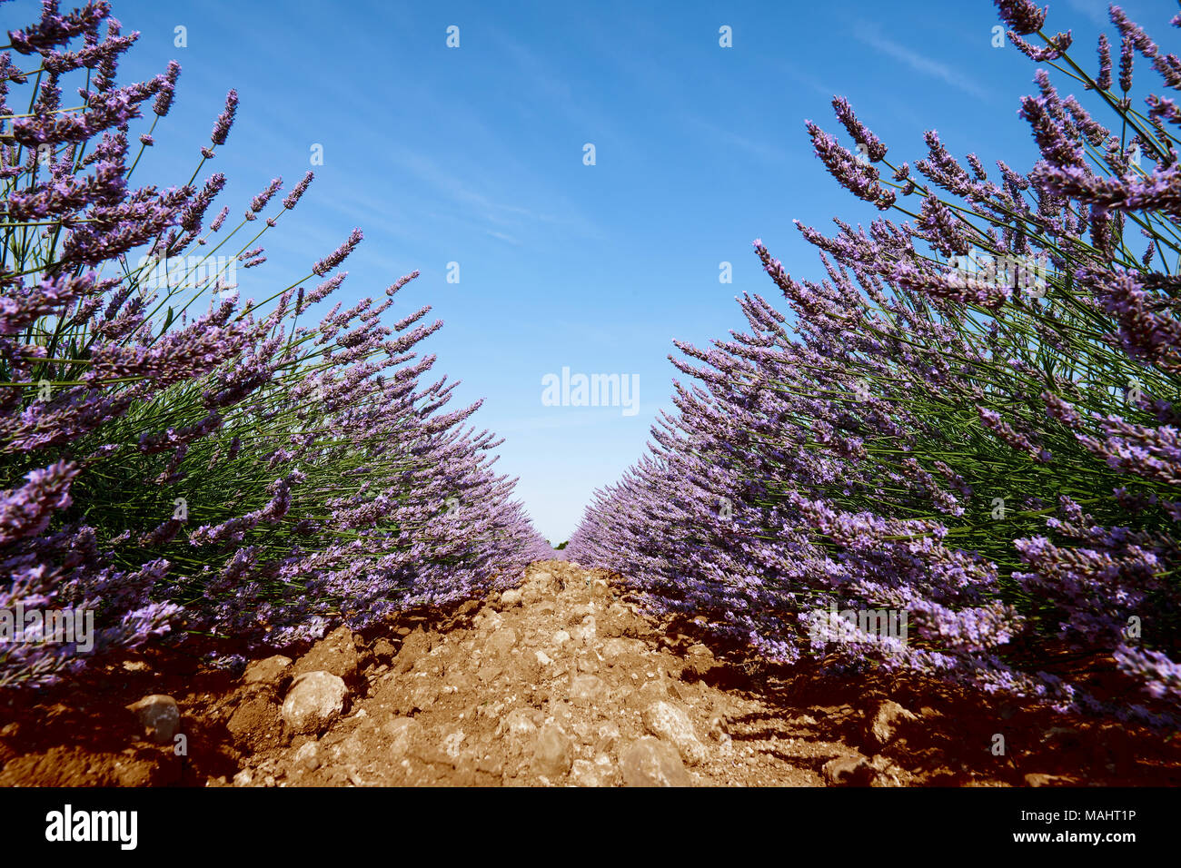 Beautiful lavender flowers photographed at ground level Stock Photo - Alamy