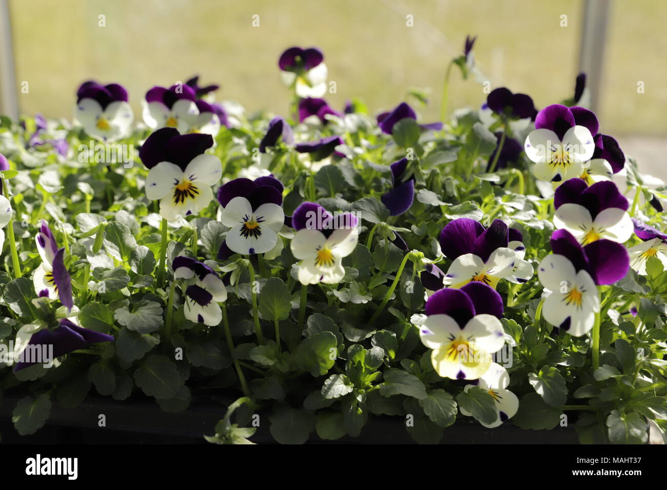 Johnny Jump Up Flower High Resolution Stock Photography and Images - Alamy