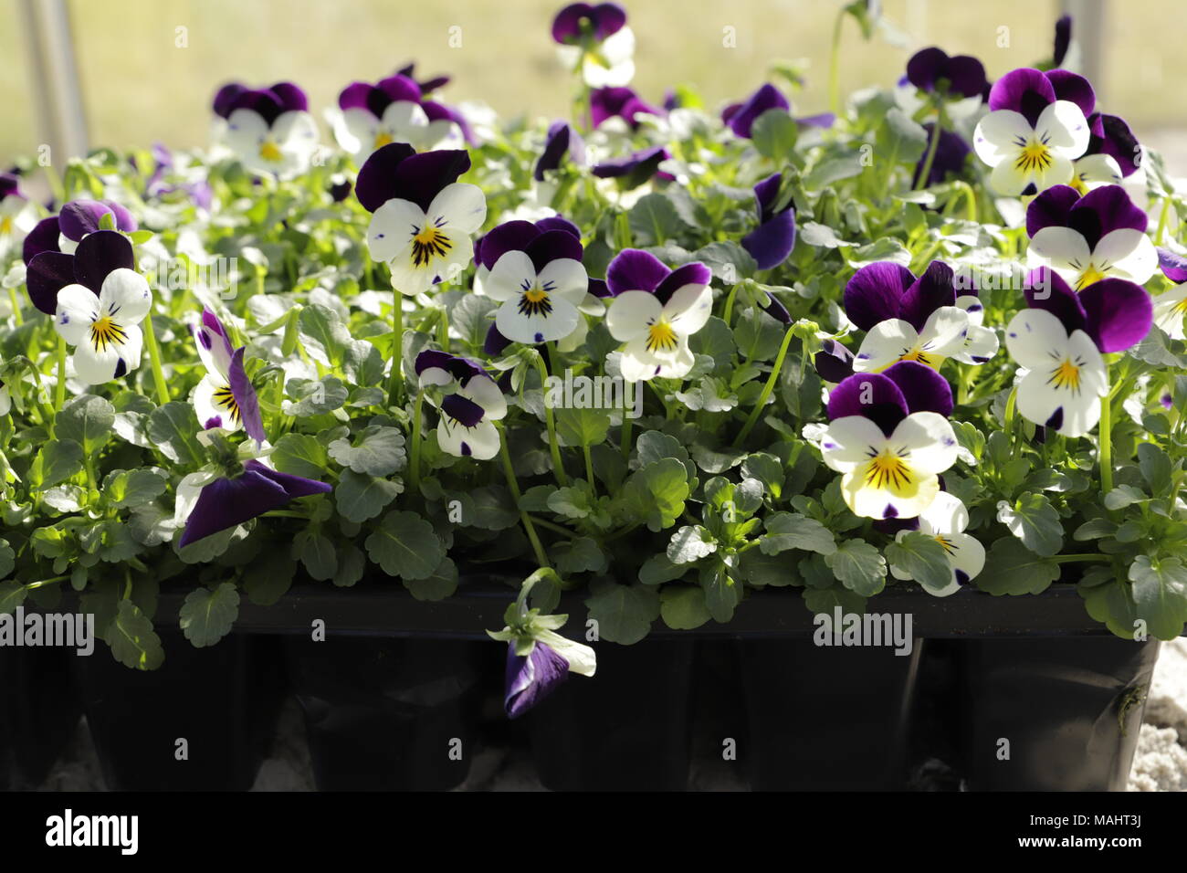 Three color violas hi-res stock photography and images - Alamy