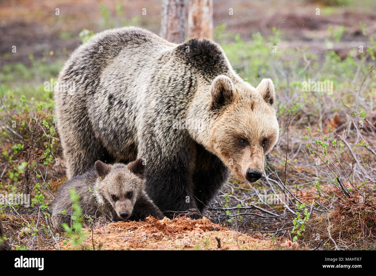 Mother brown bear protecting her little puppy with great care Stock ...